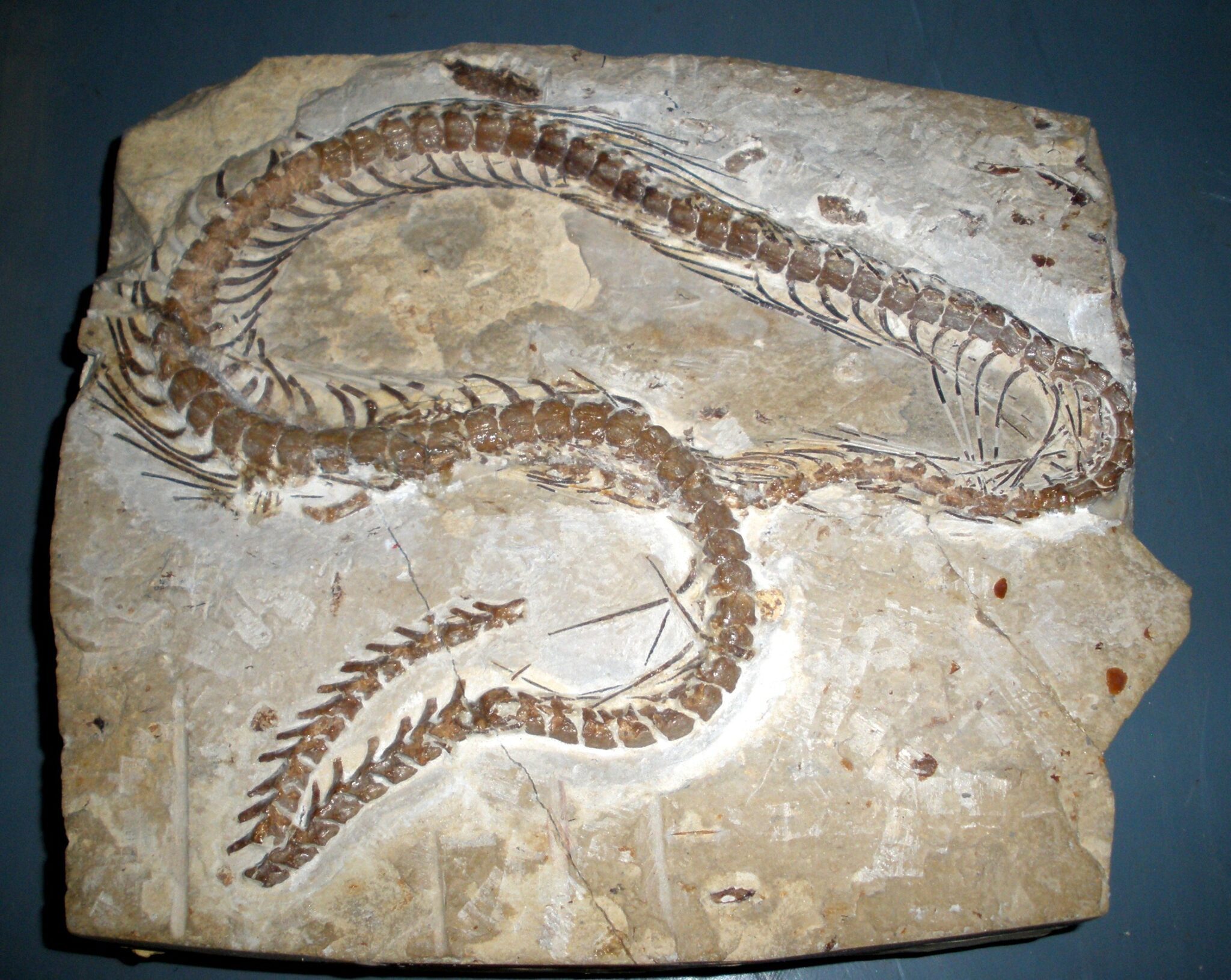 Archeological Evidence For Snakes Having Legs - Evidence-For-The-Bible