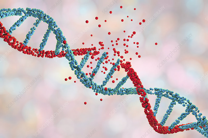 Genetic Entropy—Scientific Evidence Life Is Not Improving Over Time ...