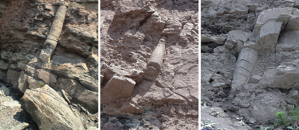 Polystrate Fossils—Trees Preserved Through Multiple Rock Layers ...